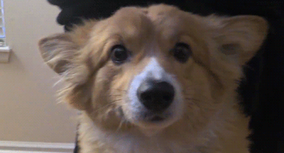 GIF corgi - animated GIF on GIFER - by Saithirad