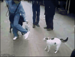 Cat animals mad GIF on GIFER - by Morad
