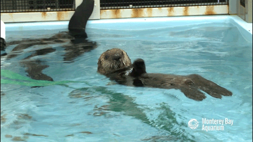 Otter monterey bay aquarium sea otter GIF on GIFER - by Perirad