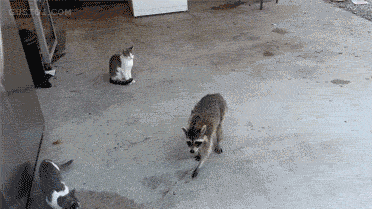 Legs raccoon GIF on GIFER - by Dugal