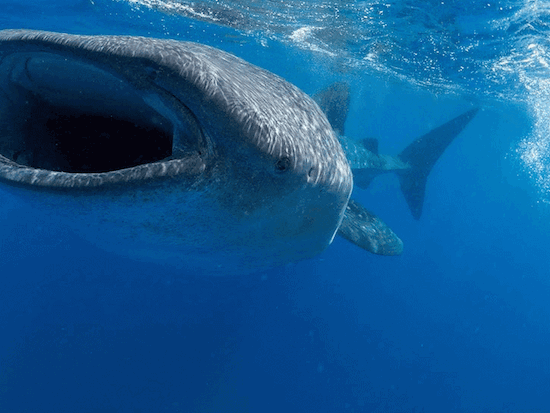 GIF shark - animated GIF on GIFER - by Masar
