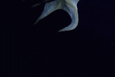 Octopus biology dumbo octopus GIF on GIFER - by Budar