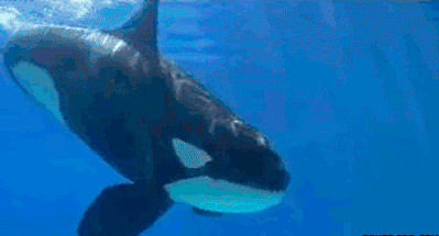 Whale aquarium animals GIF on GIFER - by Bugra