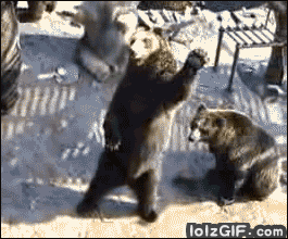 Bear GIF on GIFER - by Grabandis