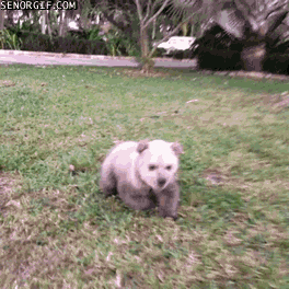 Bear cubs GIF on GIFER - by Hellredeemer