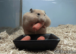 GIF hamster - animated GIF on GIFER - by Buntrius