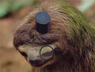 Sloth GIF on GIFER - by Grithris