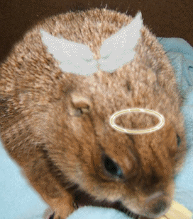 Prairie dog GIF on GIFER - by Aulsa