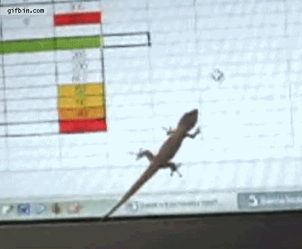 Lizard vs GIF on GIFER - by Cordadi
