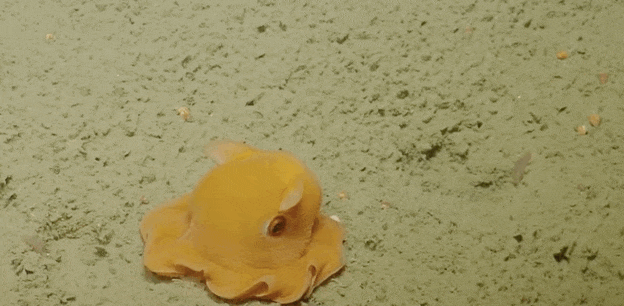 GIF ocean animals science - animated GIF on GIFER - by Pelune