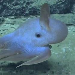 Invertebrate swimming sea creatures GIF on GIFER - by Starcaster