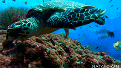 Ocean fish GIF on GIFER - by Maridar