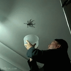 GIF creepy spider fast - animated GIF on GIFER - by Agamathris
