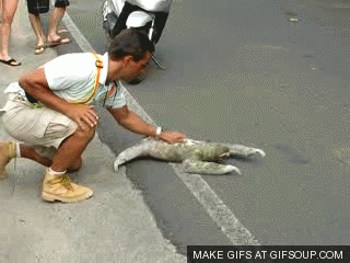 Sloth sloths slothy GIF on GIFER - by Ironbourne