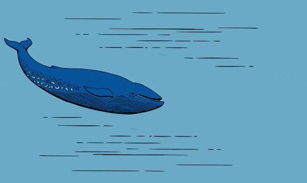 Sperm Whale Explodes Gif 54 Years Ago Today Whale Blubber Rained Down