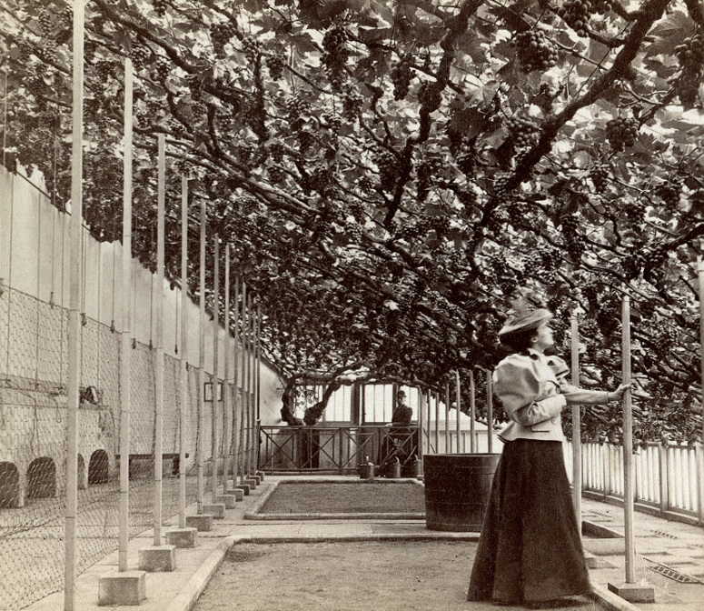 Vineyard gardening 1897 GIF on GIFER - by Alsalhala