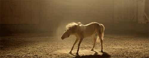 GIF horse - animated GIF on GIFER - by Lalak
