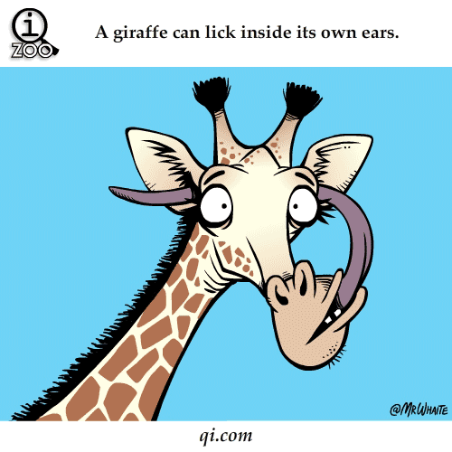 Animation giraffes qi GIF on GIFER - by Purecliff