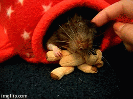 Sleep mouse rat GIF on GIFER - by Cogrinn
