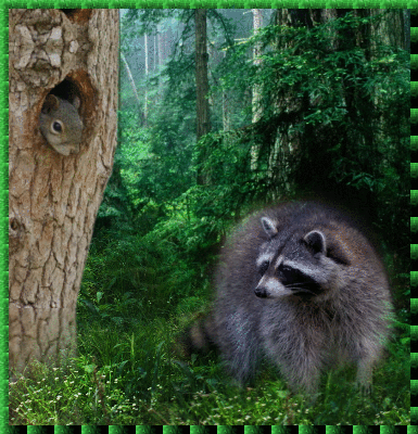 Raccoon GIF on GIFER - by Malaginn