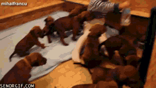 Baby memes human GIF on GIFER - by Celv