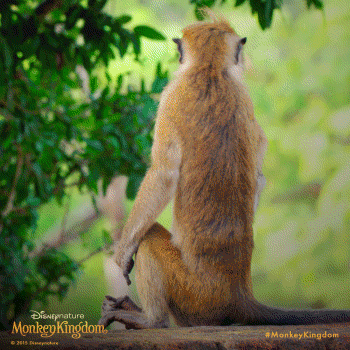 GIF wild animals - animated GIF on GIFER - by Sharpseeker