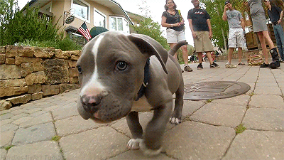 Hund Liest Gif