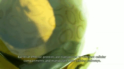 Biology bacteria science GIF on GIFER - by Maugar