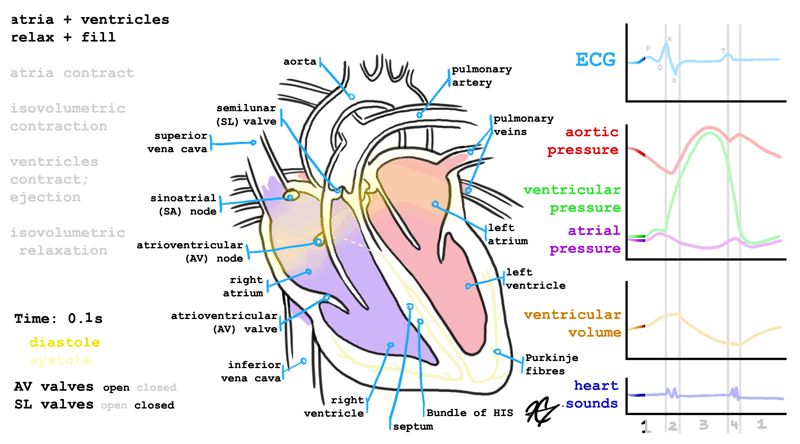 Biology heartbeat i could say more but who wants to read that pfft GIF ...