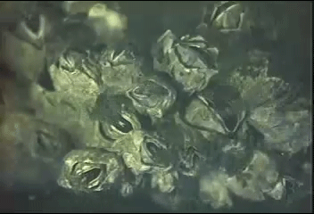 Biology arthropoda barnacle GIF on GIFER - by Gaswyn