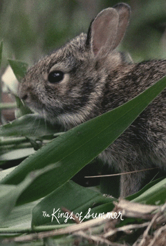 Rabbit hunting love GIF on GIFER - by Shaktizahn