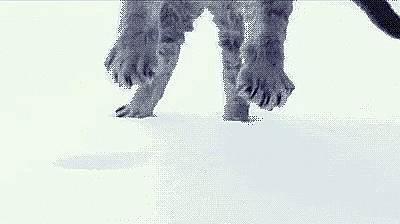 GIF snow cat - animated GIF on GIFER - by Landaginn