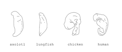 Embryology biology GIF on GIFER - by Mavenius