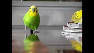 Slow motion parakeet GIF on GIFER - by Aunrad