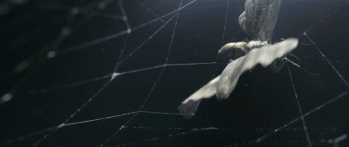 Butterfly moth insect GIF on GIFER - by Kagajind