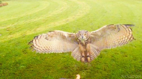 Gif De Búho Real