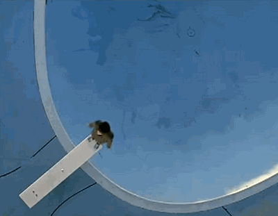 Falling pool blue GIF on GIFER - by Dianalas