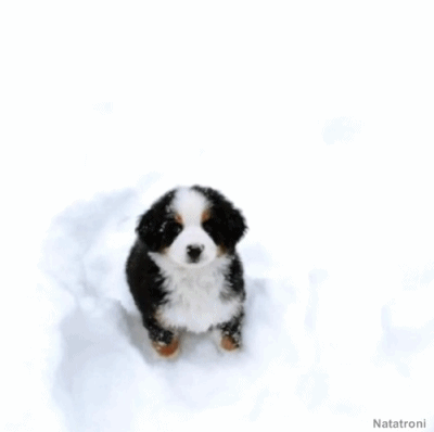 Bernese mountain dog snow animals GIF on GIFER - by Dianargas