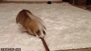 Wagon wheel effect optical illusions science GIF on GIFER - by Fenrilkree