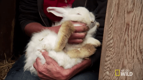 GIF animals rabbit bunny - animated GIF on GIFER - by Agaril