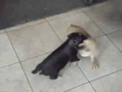 Pig mini pig GIF on GIFER - by Ragebrew