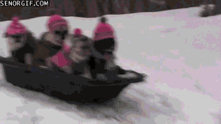 GIF winter sledding pugs - animated GIF on GIFER - by Gra