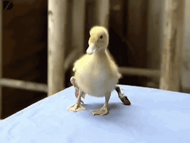 Duck GIF on GIFER - by Malakinos