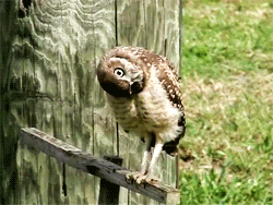 Animals watching owl GIF on GIFER - by Do