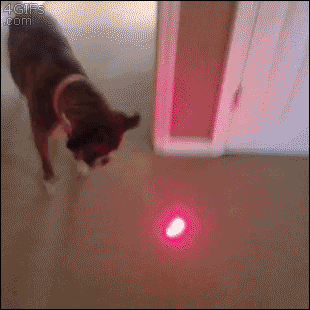 GIF dog laser laser pointer - animated GIF on GIFER - by Conjurim