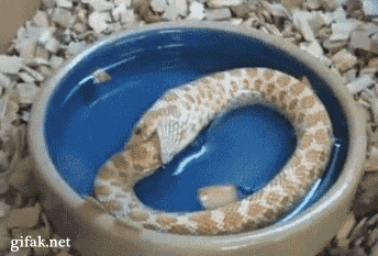 Snake Eating Snake Gif