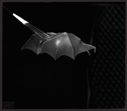 GIF loop gets bat - animated GIF on GIFER - by Dawnpick
