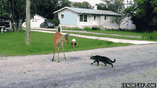 Deer cat GIF on GIFER - by Thora