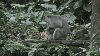 GIF cat animals monkey - animated GIF on GIFER - by Hugas