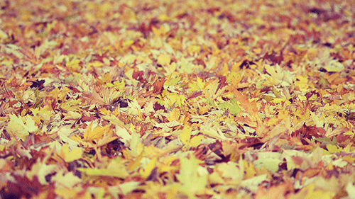 Autumn GIF on GIFER - by Thofym